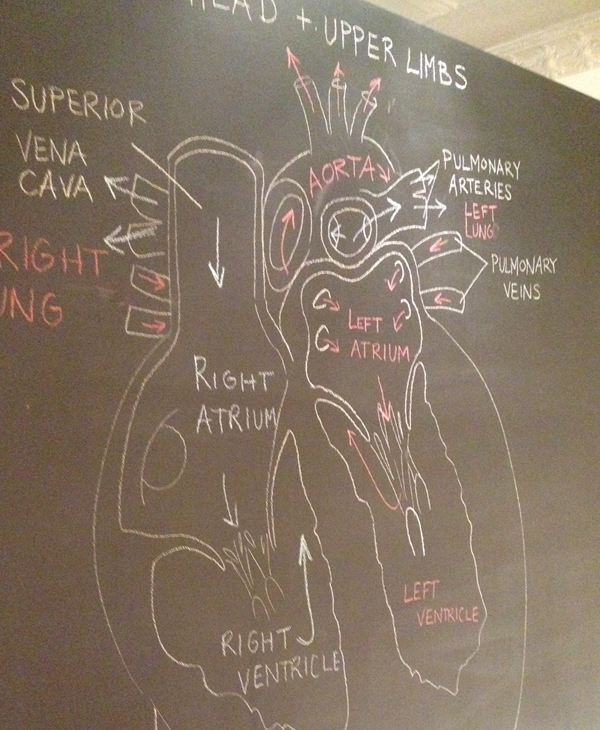 Guest Lecturer at Dissect and Draw Workshop of Cow Heart and Lungs ...